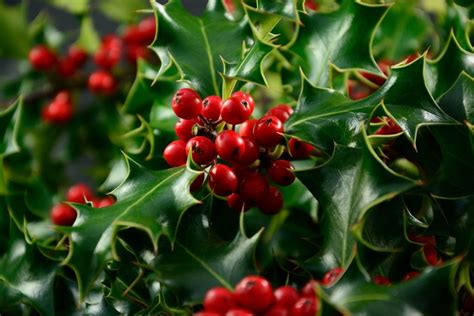 Holly Varieties What Are Some Different Types Of Hollies