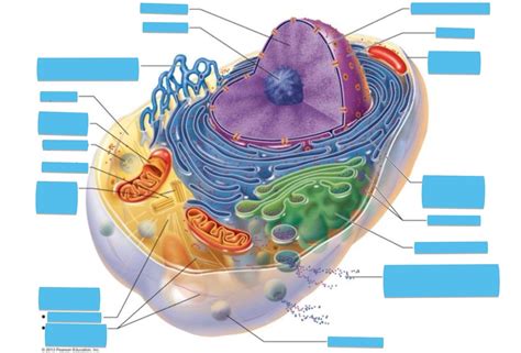 Lab 2 Organelles Diagram Quizlet