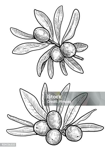 올리브 나뭇잎 일러스트 레이 션 드로잉 판화 잉크 라인 아트와 벡터 올리브에 대한 스톡 벡터 아트 및 기타 이미지 올리브 에칭 손 Istock