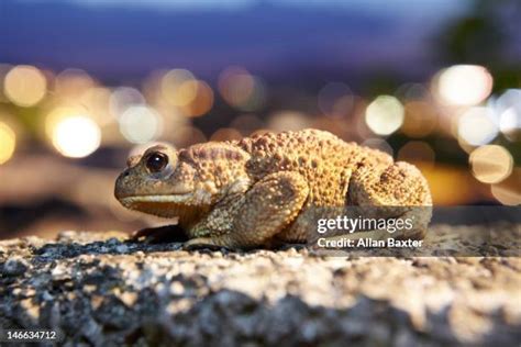 European Toad Photos And Premium High Res Pictures Getty Images