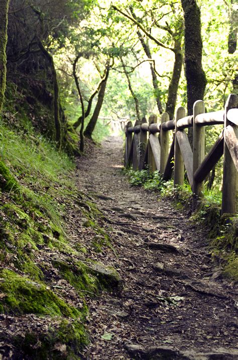 Free Images Tree Nature Forest Path Wilderness Sky Wood Hiking