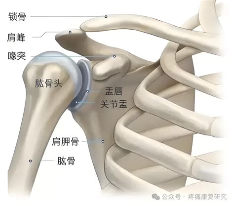 肩关节总是“咔咔响”：3 大原因和 7 个缓解动作 Medsci Cn