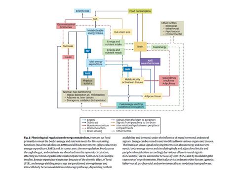 Think Obesity Is Just A Simple Equation Zoe Griffiths