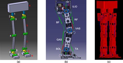 Elastic Bipedal Robot Modeling A Kinematic Model Of Robot B The Download Scientific