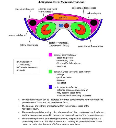 Retroperitoneal Spaces Anatomy Human Anatomy And Physiology