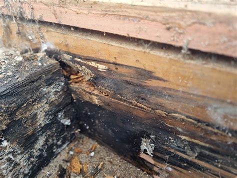 Preventing Wood Rot Essential Guide For Nz Climate