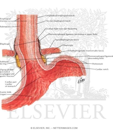 Esophagogastric Junction Gastroesophageal Junction