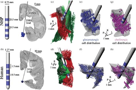 Anatomical Framework For Modeling Ppn Dbs In Nhps And Humans Spatial Download Scientific