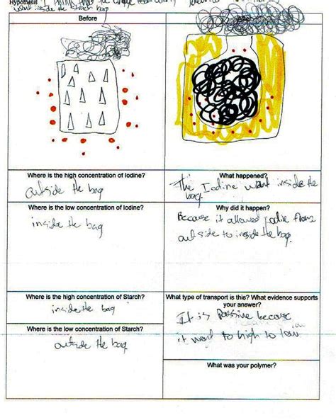 Selectively Permeable Definition