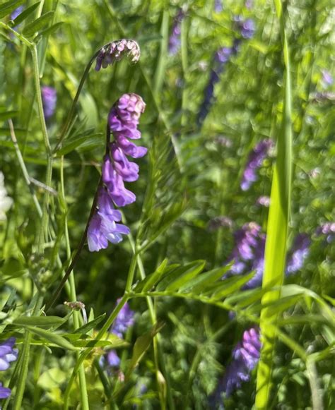 Bush And Tufted Vetch Identification Edibility Distribution