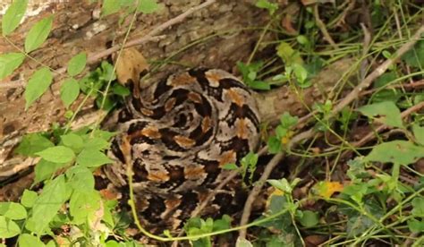 Largest Timber Rattlesnake Recorded 62 Ft Monster Animals Around