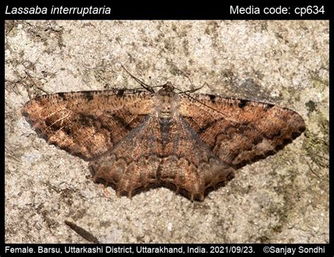 Lassaba Interruptaria Moore [1868] Moths