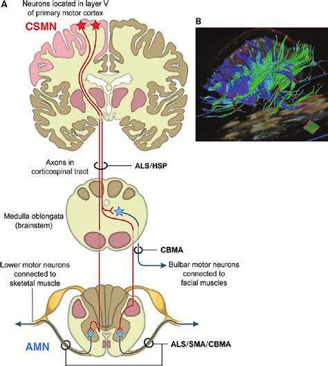 Image Result For Pyramidal Motor System Motor Neuron Motor Cortex