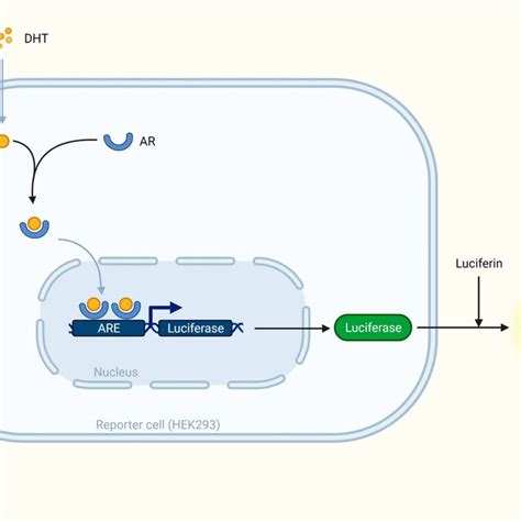 Cellular Androgen Reporter Assay—to Design The Luciferase Androgen