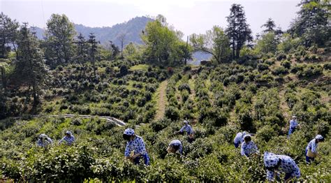 全国示范！潜山一地获评！产业槎水镇蚕桑