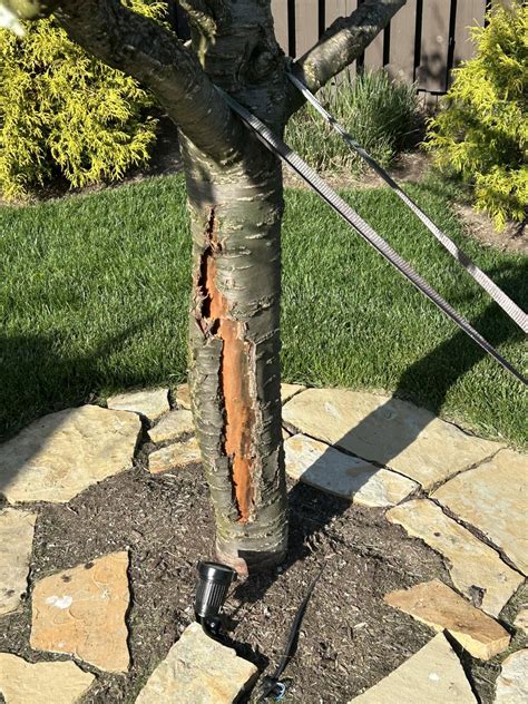 Tree Bark Split R Gardening