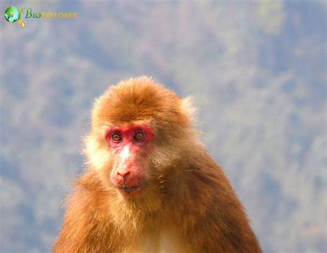 Tibetan Macaque Characteristics Macaca Thibetana Facts