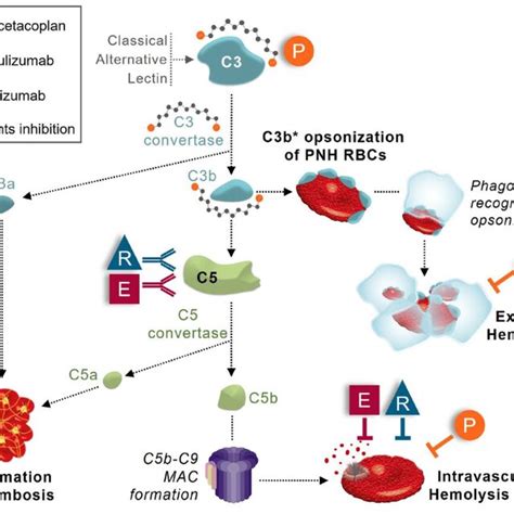 The Complement Cascade And Complement Inhibitors Approved By The Us Download Scientific Diagram