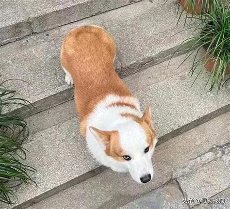 杭州市西湖区2000寻找柯基犬柯基犬价格大概多少钱一只幼犬 小芸彩铃 彩铃制作