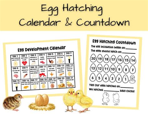 Chicken Egg Development Calendar And Countdown Countdown Chicken