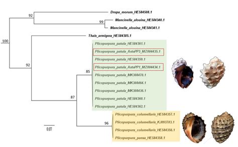 Ml Consensus Tree Based On Coi Sequences Of Plicopurpura Drupa And Download Scientific Diagram