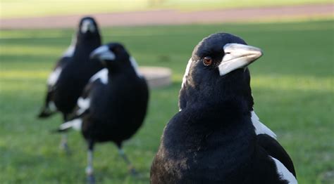 Magpies Discern Food Quantities Intruder Calls Mirage News