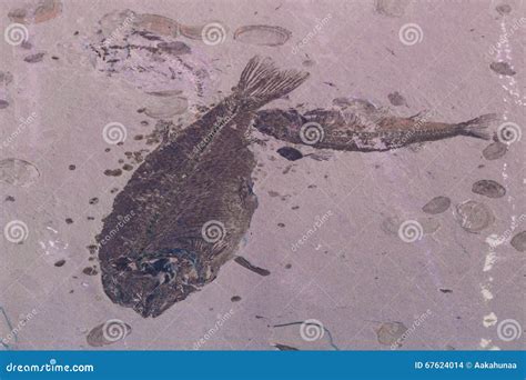 Fossils Editorial Stock Image Image Of Rock Travel 67624014