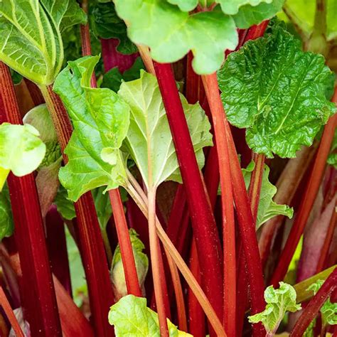 Vegetable How To Plant And Care For Vegetables Gurneys Seed