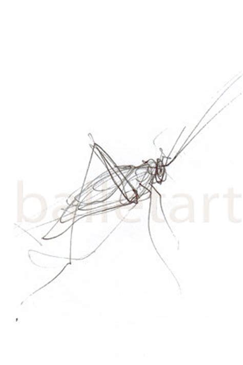 Grasshopper Line Drawing At Explore Collection Of