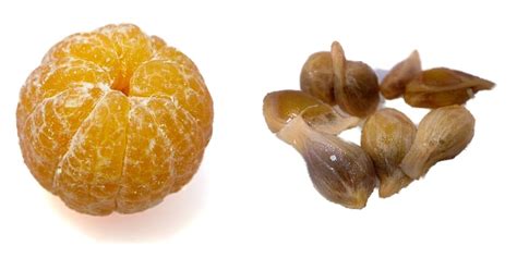 오렌지와 흰색 배경 오렌지 절연 귤 만다린 레몬 오렌지 과일 다과 비타민 C 오렌지 신선도 오렌지 슬라이스 유기농 오렌지 신선한 오렌지 최고의 주스 오렌지 신 오렌지 0명에