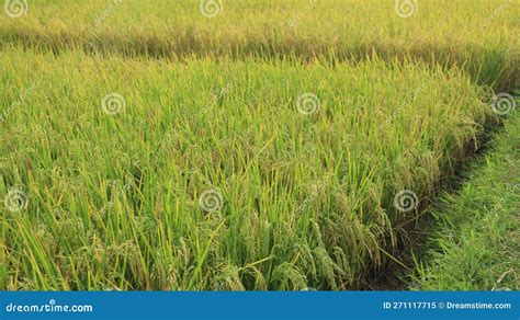 harvest paddy rice field background texture paddy high view stock
