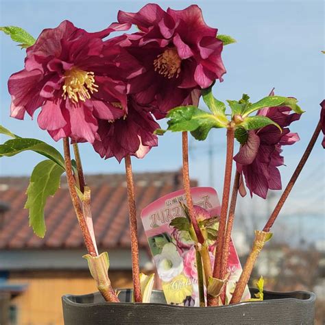 Yahoo オークション クリスマスローズ 開花株