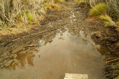 Boggy Path On The Overland Track Pegs On The Line
