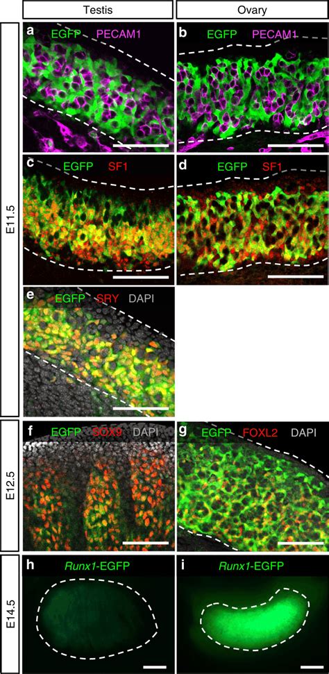 Runx1 Is Expressed In The Supporting Cells During Gonad Download