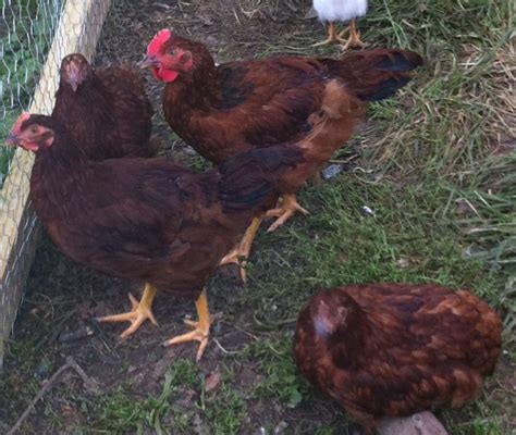 Need Help Determining Sex BackYard Chickens Learn How To Raise Chickens