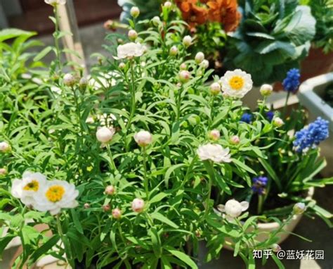 蓝妖纸鳞托菊冬天怎么养做好这4点春天开花太美了 知乎