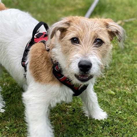 Four Jacks Candy Kennel Four Jacks