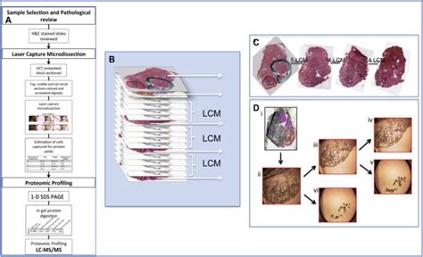 Systematic Workflow For The Coupling Of Lcm To Advanced Lcms Fig1a
