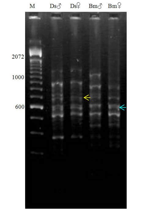 Diatraea Saccharalis Sex Molecular Marker The Amplicon Of ~700 Bp