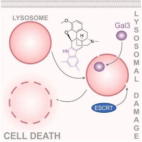 Inducin Triggers Lc3 Lipidation And Escrt Mediated Lysosomal Membrane
