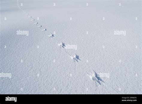 Squirrel Tracks Identification