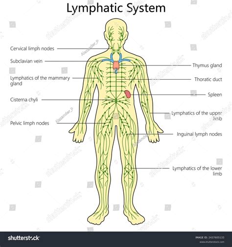 791 Lymphoid System Stock Vectors And Vector Art Shutterstock