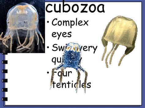 Introduction To Animals Ppt Download