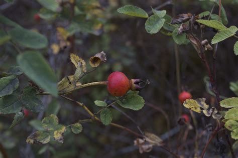 What Is Pod Mapping Project Respect