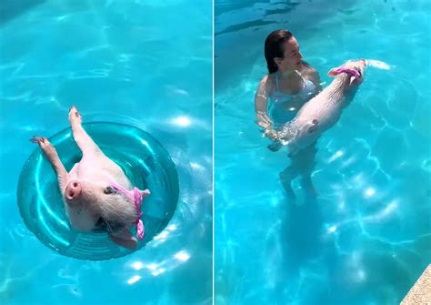 浮き輪を使ってプカプカかわいいリボンを付けたブタが飼い主さんに手を引かれたり泳いだりとプールを満喫しています海外動画