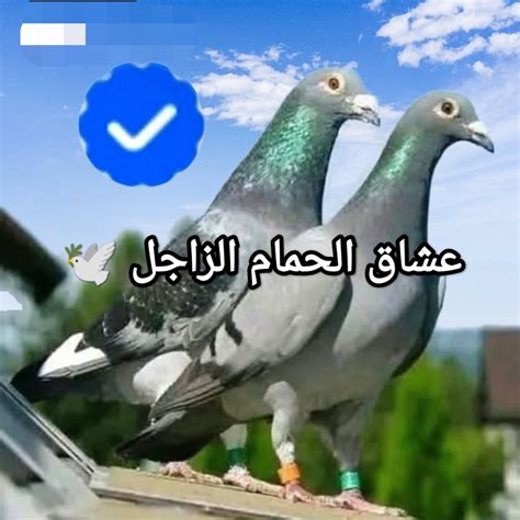 عشاق حمام الزاجل On Reels Facebook