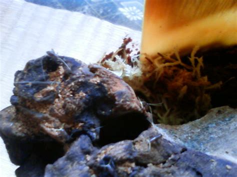 鈴虫の孵化してからの育て方餌と水分で今の所・・ 鈴虫（スズムシ）の飼い方、卵から孵化・成虫までの観察記録