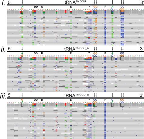 Confirmation Of Two Known Isodecoders In Nanopore Trna Thrggu Sequence