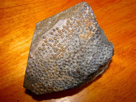 Placoderm Armor Member Collections The Fossil Forum