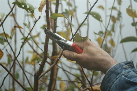 Essential Guide To Tree Pruning In Dallas Techniques And Timing TreeNewal